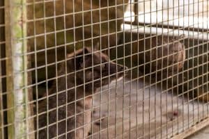 What Is Kopi Luwak? Is It Worth Trying Animal Poop Coffee?