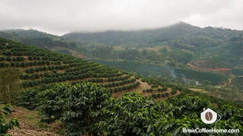 Brazilian Coffee: The Complete Buying Guide for 2023