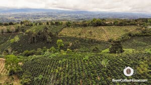 The Ultimate Buying Guide for Costa Rican Coffee (Everything You Need ...
