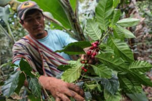 Peruvian Coffee - Ultimate Guide and Best Peruvian Coffee Brands